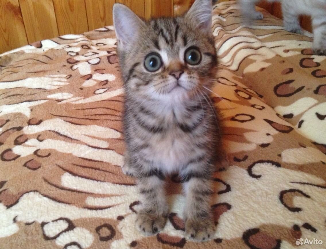 Мурчащий котенок с зелеными глазами