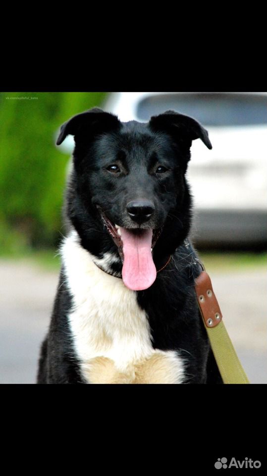 Эльза, местис лайки ищет дом