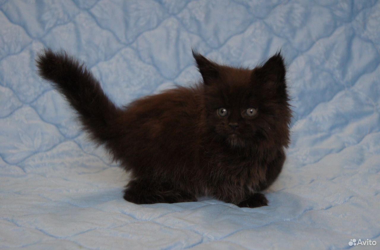 Черная красавица Мейн-Кун