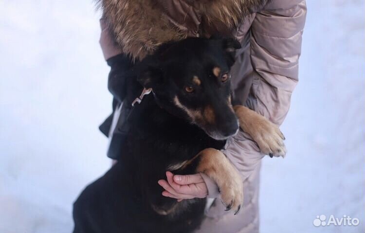 Идеальная собака в добрые руки