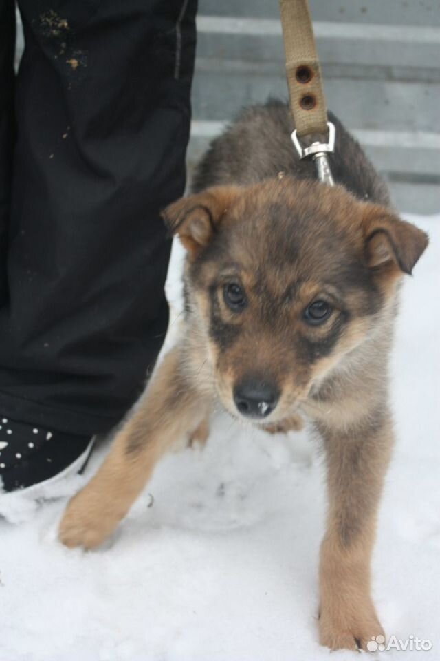 Щенок в добрые руки