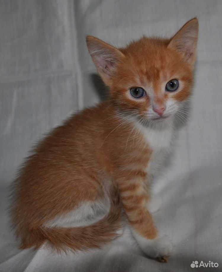 Рыжики-пыжики котята ищут свой домик