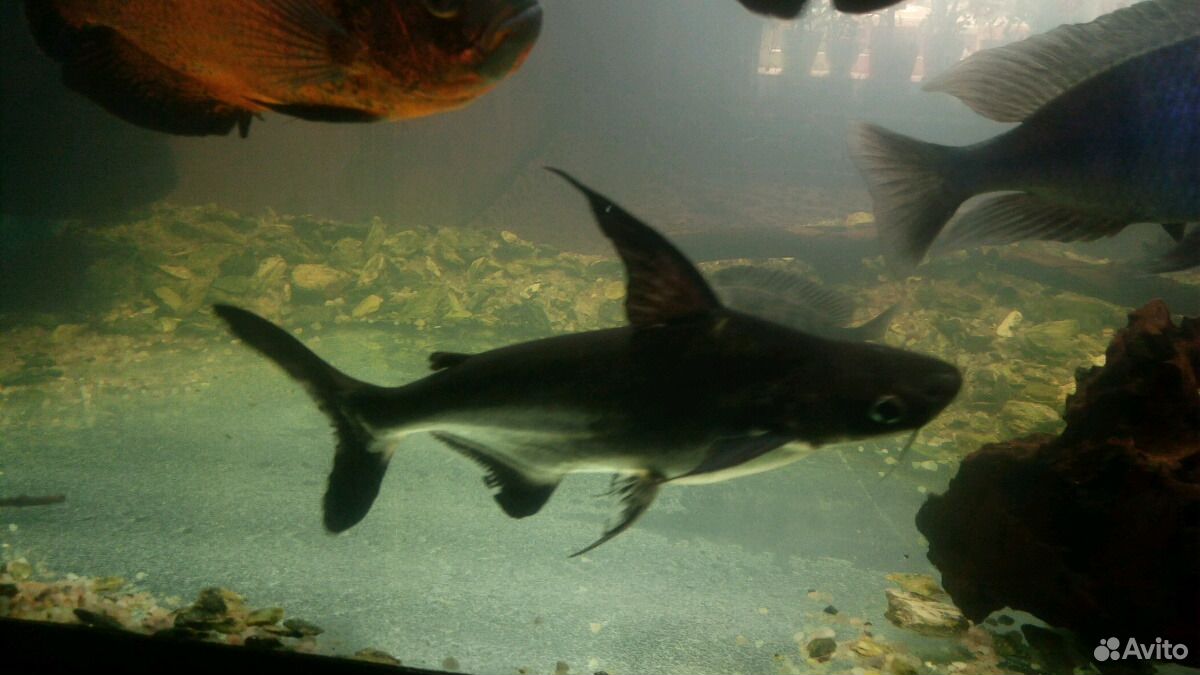 Высокоплавничный пангасиус (акулий сом)
