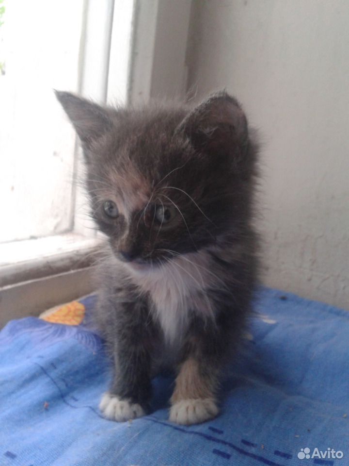 Котенка Ванильку в дар