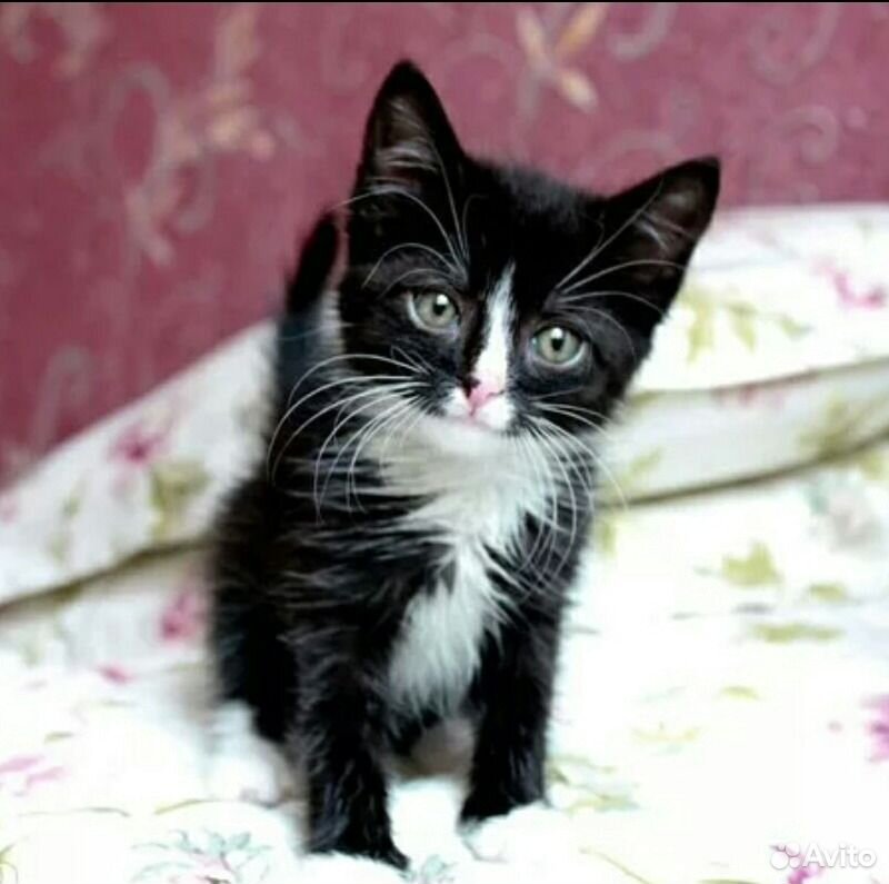 Котенок в дар. Малинка
