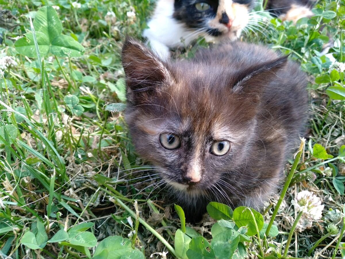 Котенок девочка