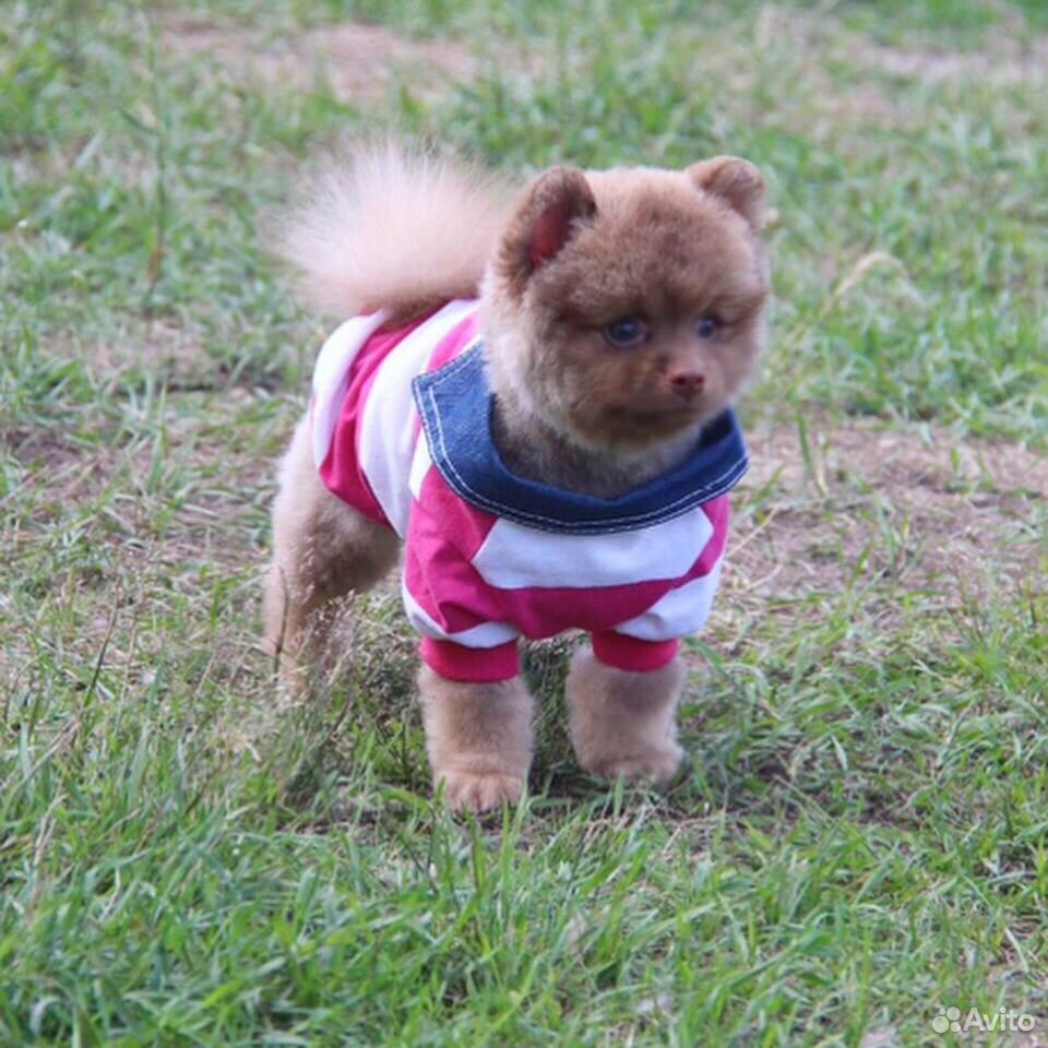 Шпиц игрушечный мальчик