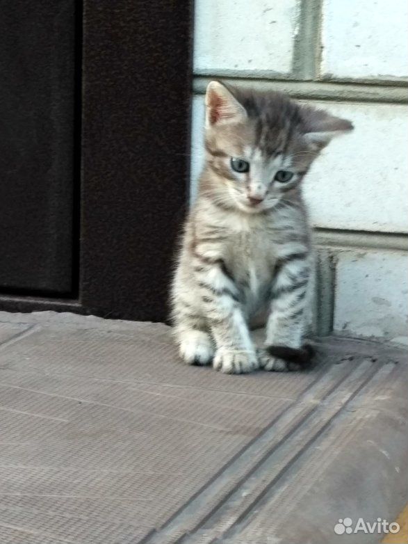 Котенок Борька в дар