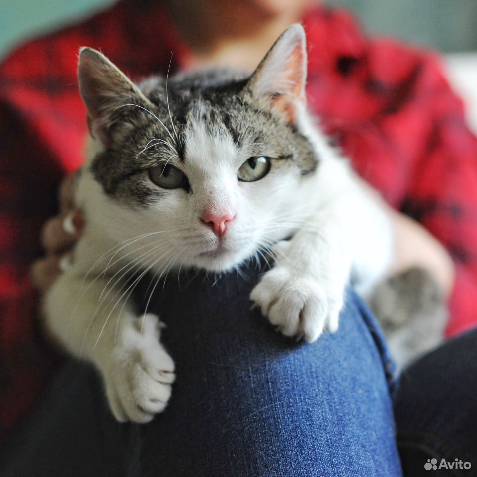 Ищет дом деликатная кошка Глафира