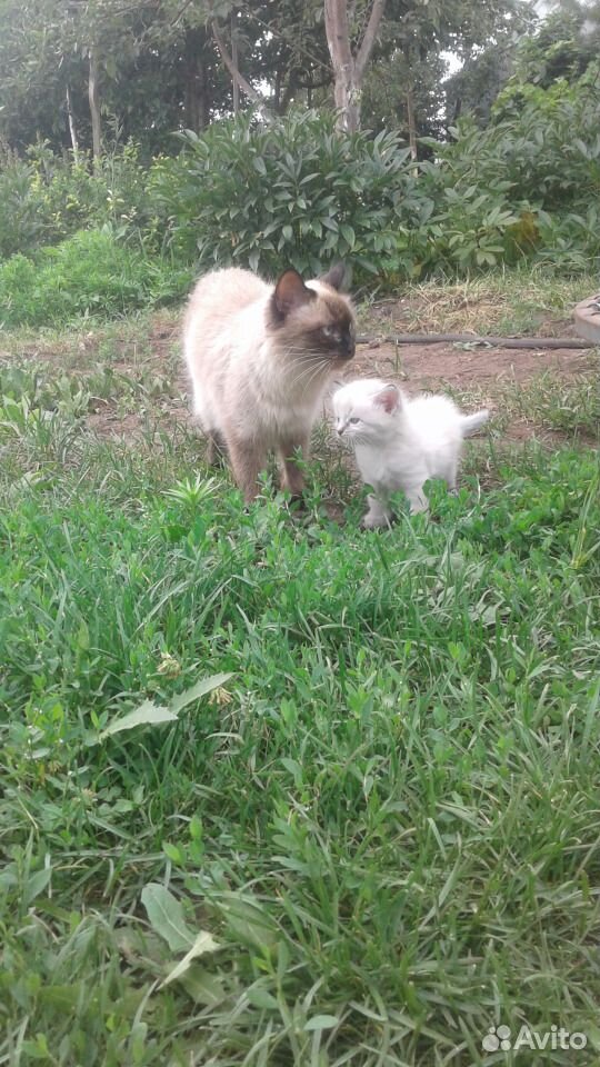 Котята Рэгдолл полукровки