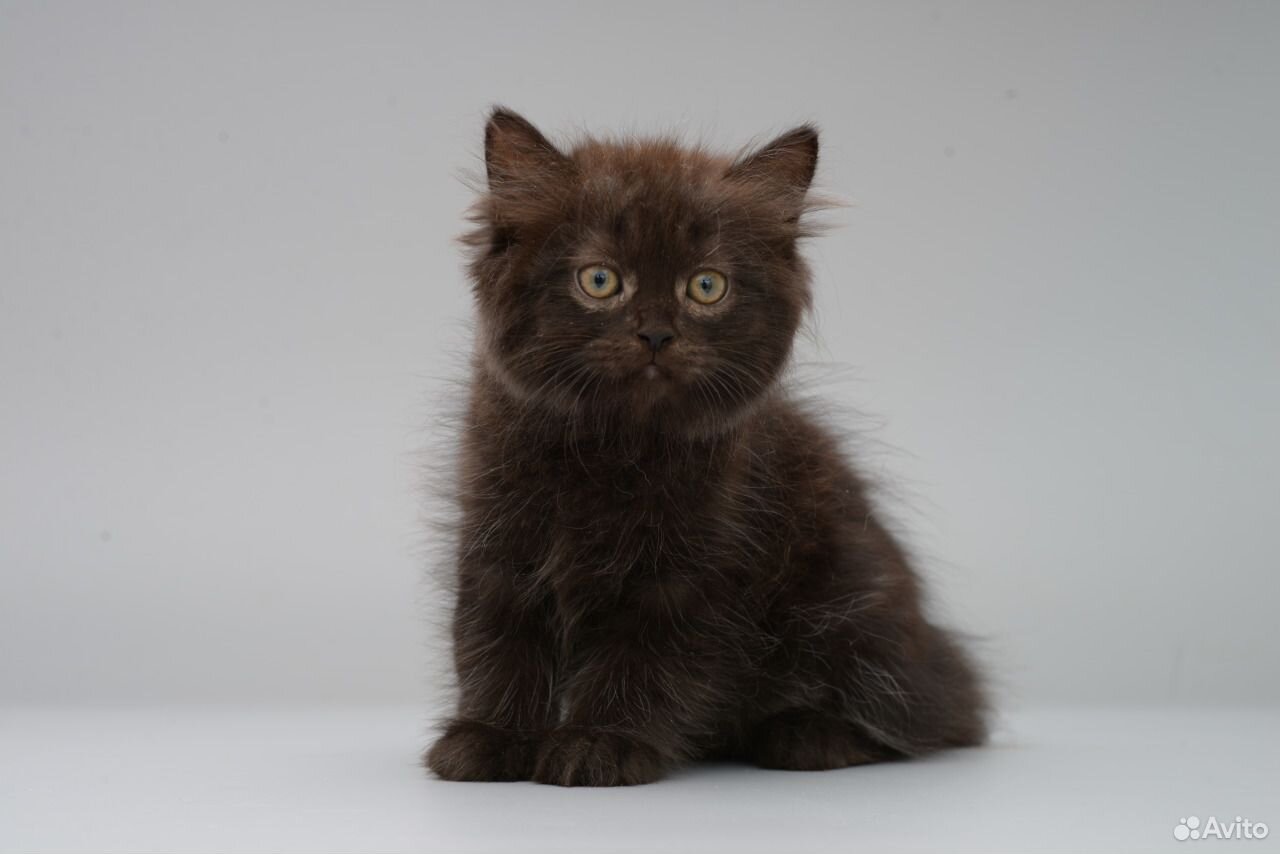 Мальчик породы наполеон длинные лапки