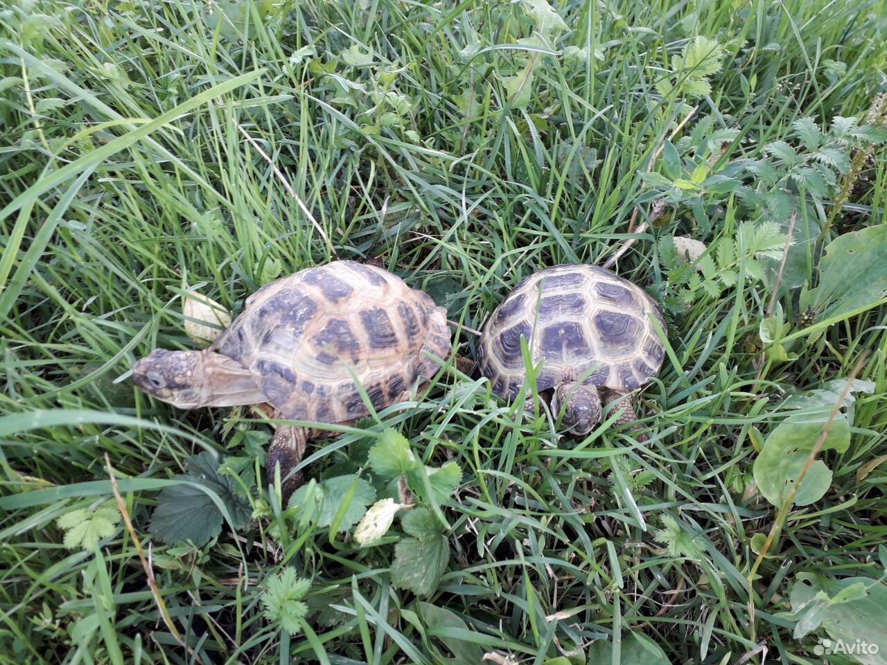 Продам сухопутных черепашек