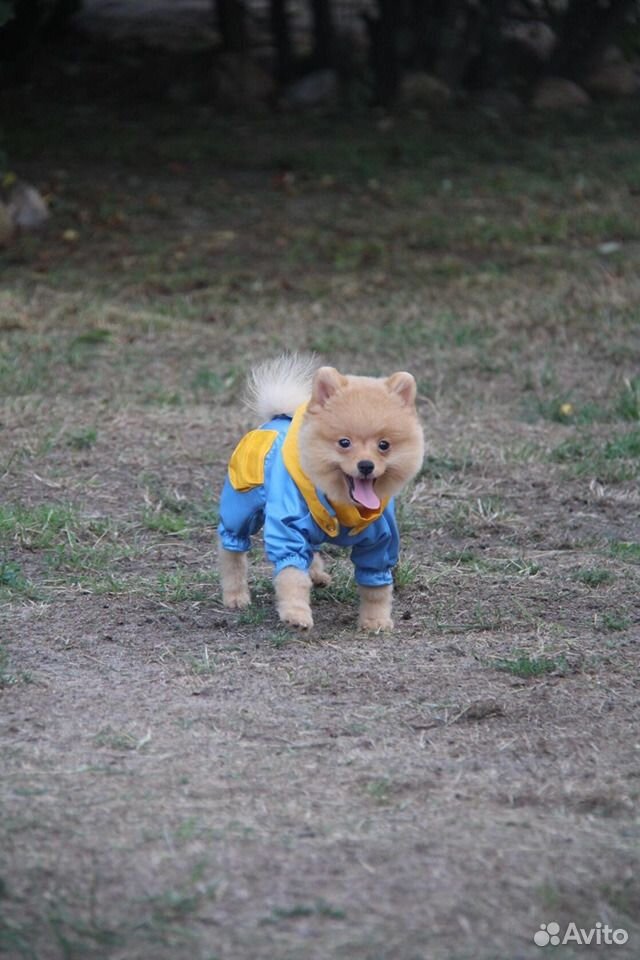 Пом шпиц кремовый