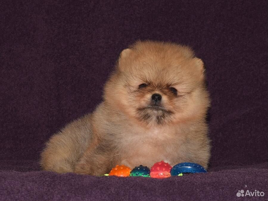 Замечательная миниатюрная девочка. 30/05/18