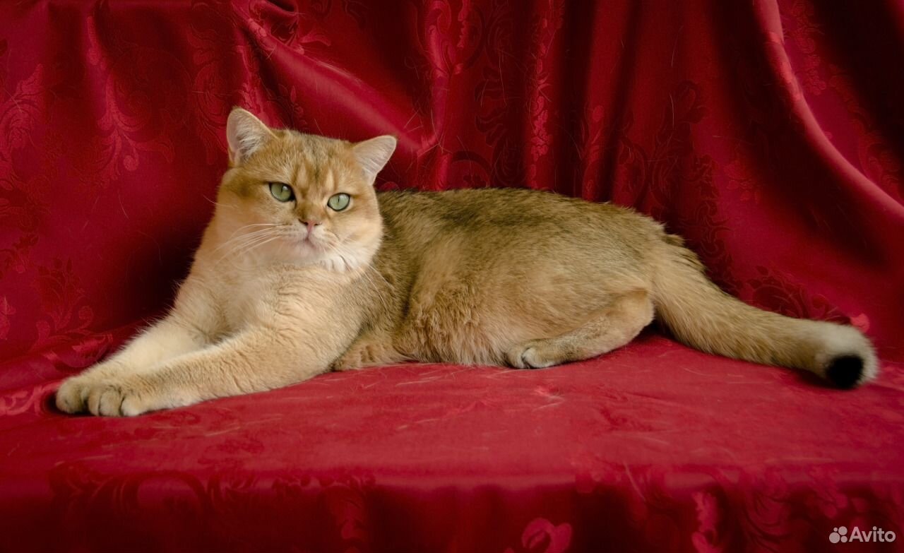 Британский золотой котик