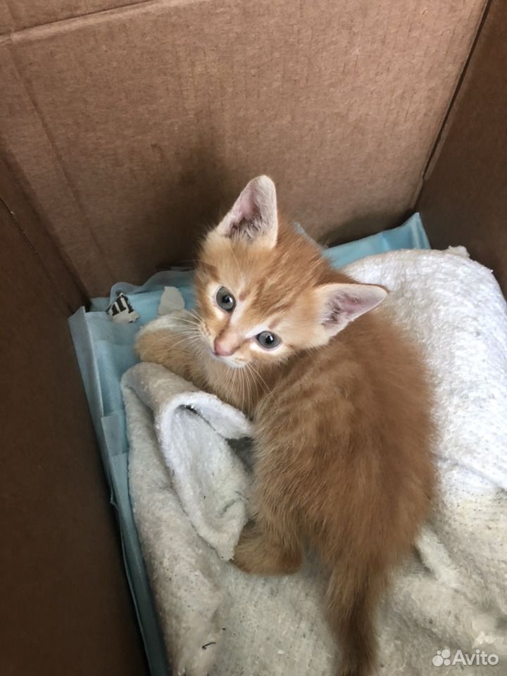 Рыжик. Умный котик, 1,5 месяца,ходит в лоток