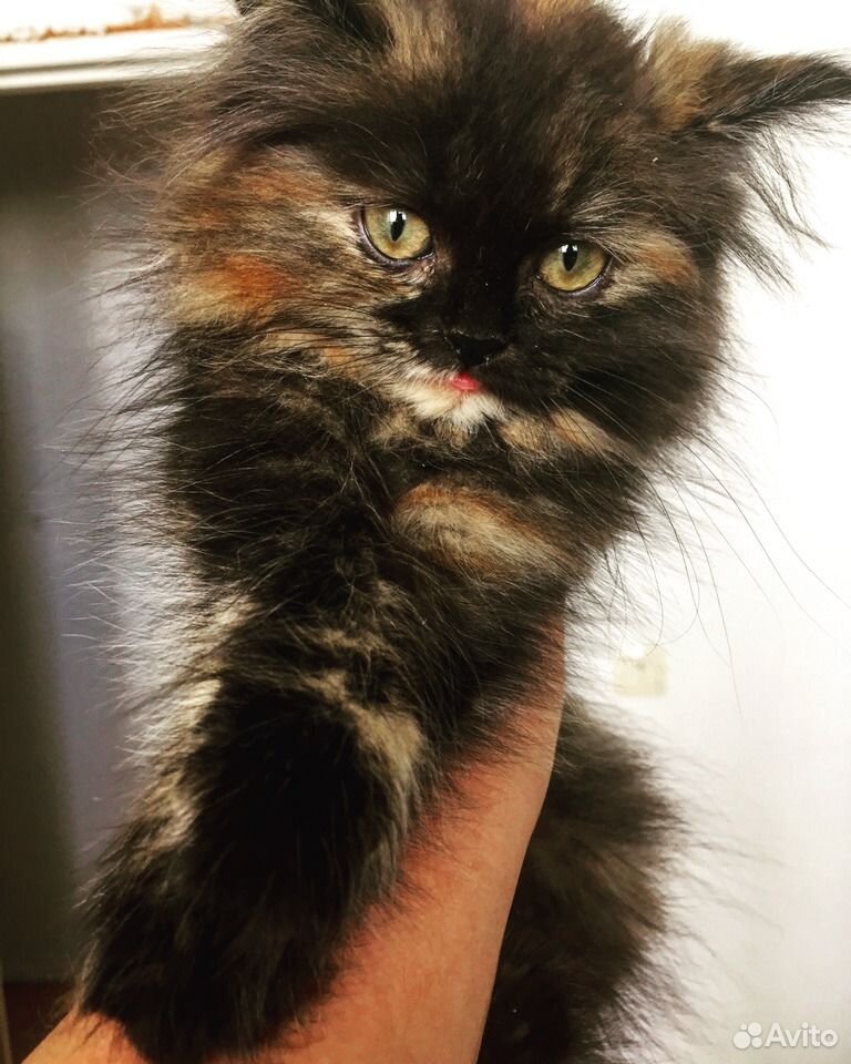 Сибирская кошка