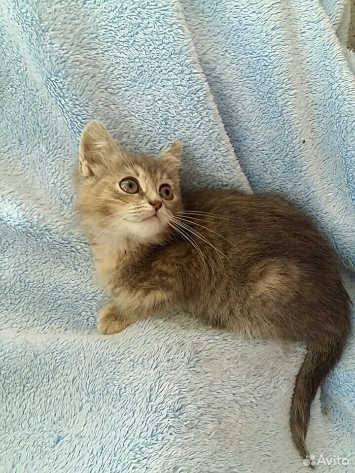Котята привозим к дому дар