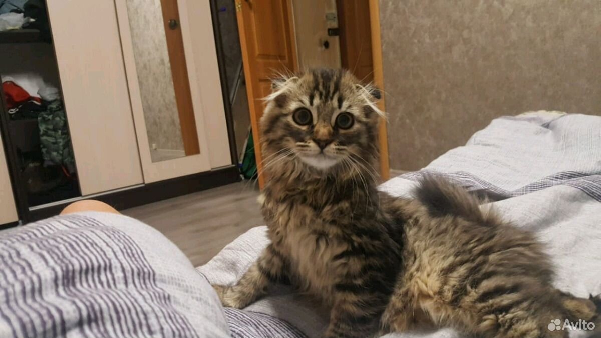 Отдам кота за символическое вознаграждение)
