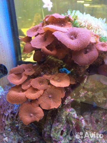 Мягкие кораллы Дискосомы