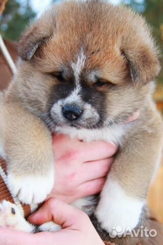 Маленькие Самурайчики