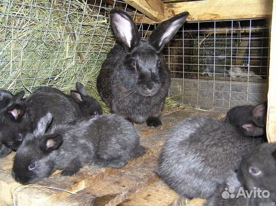 Кролики серебро белый великан мясные