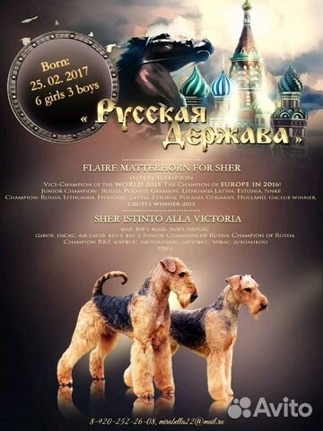 Эрдельтерьер продаются