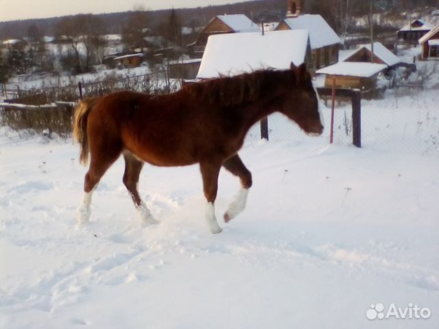 Продаются полукровные жеребчики (2)