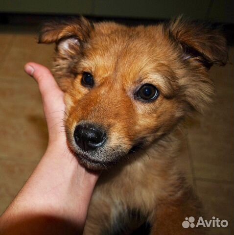 Щенка Белку в дар