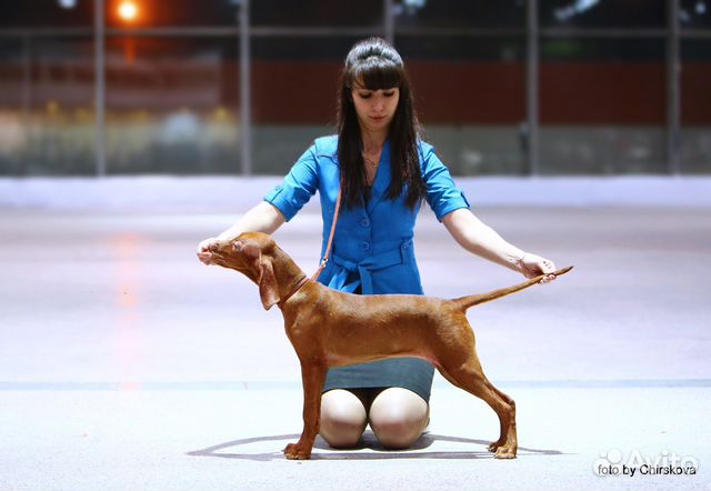 Венгерская выжла (Венгерская легавая)