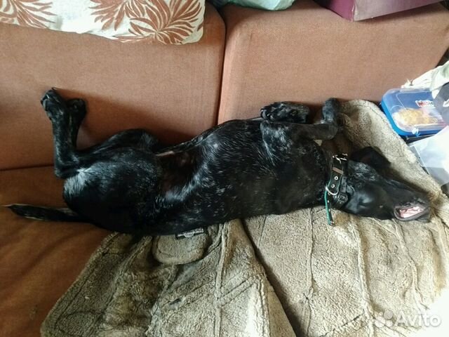 Отдам щенка курцхаара