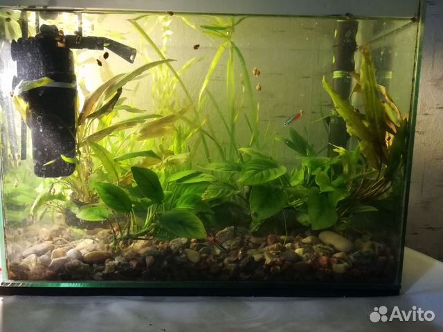 Аквариумные рыбки и растения