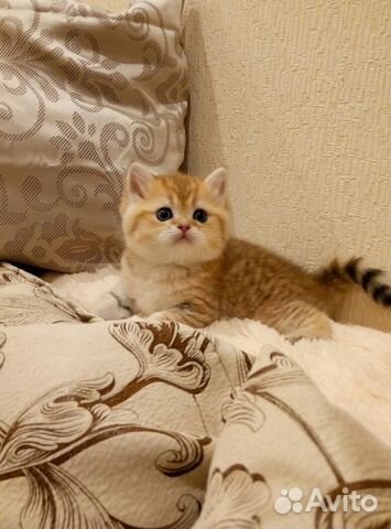 Золотая шиншилла