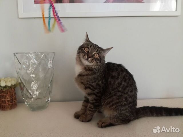 Ласковый котёнок 4 месяца, в добрые руки