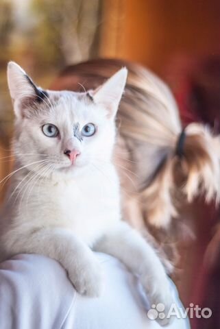 Метис тайский кот Сноу