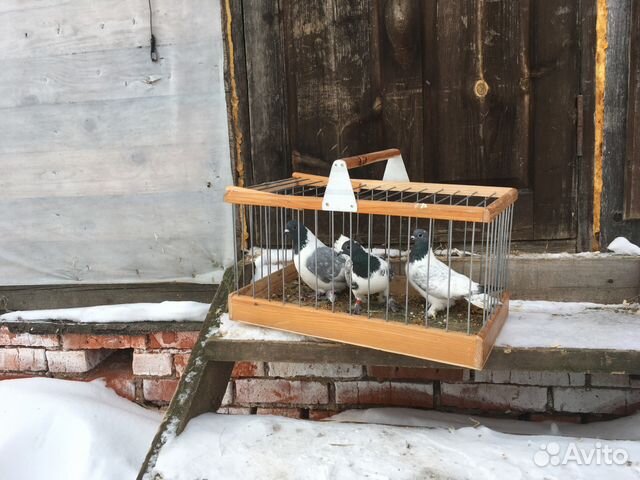 Бойные и лётные