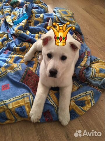 Эскимосская лайка 2 месяца (метис) + подарки