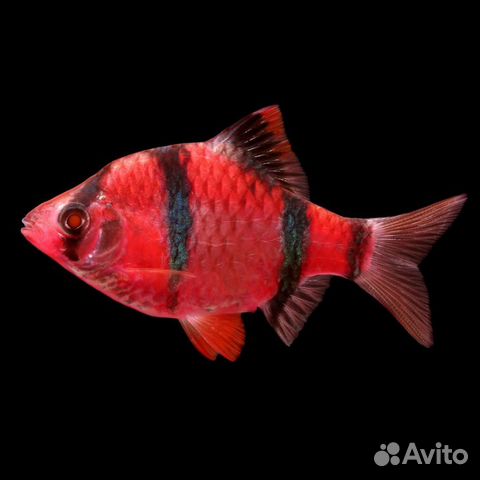 Барбус флуоресцентный красный