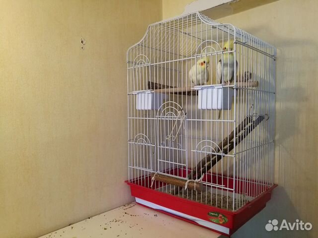 Продам пару корелл