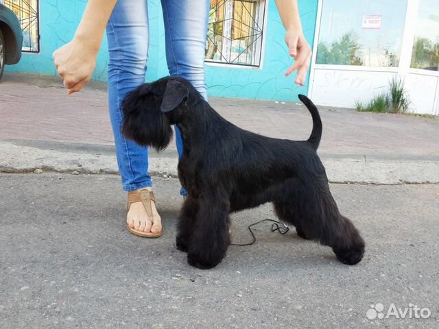 Щенок цвергшнауцера