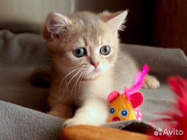 Мустафа - британский котик