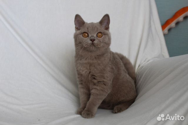 Ласковая британочка