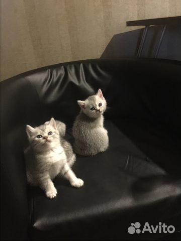 Кошкины дети