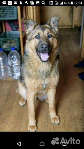 Поночка, щенок 7 месяцев, в добрые руки