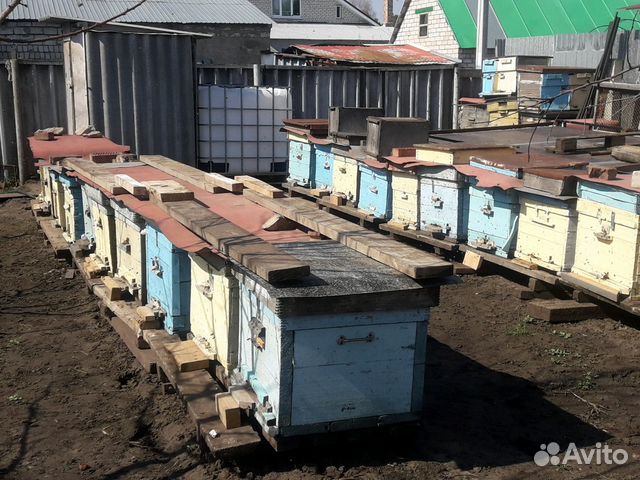 Пчелосемьи