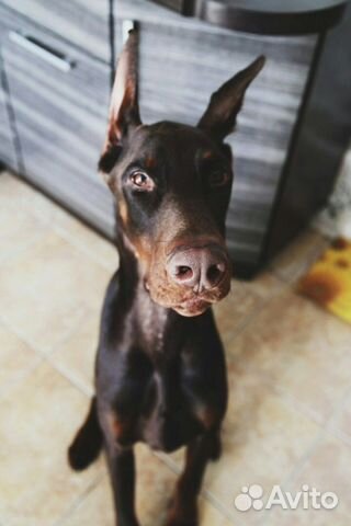 Доберман Экс в дар