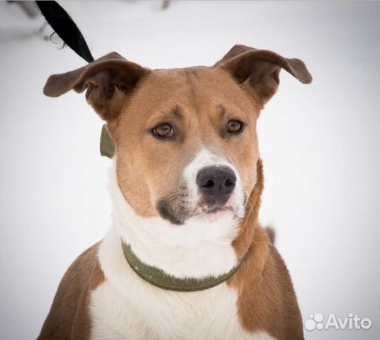 Рыжая красотка в добрые руки