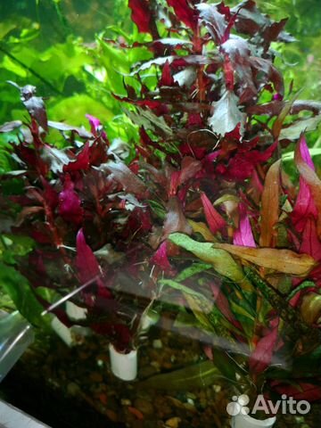 Аквариумной рвстение-альтернатера