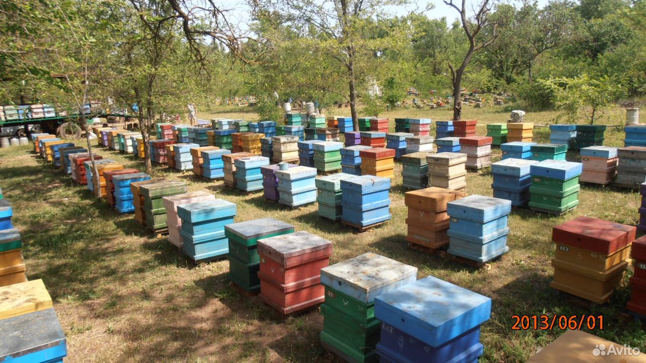 Пчёлы, пчеломатки, пчелопакеты. Линии 77 и 39