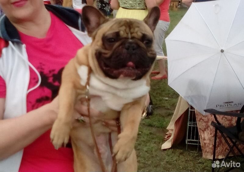 Очаровательные француз. бульдоги на вязку